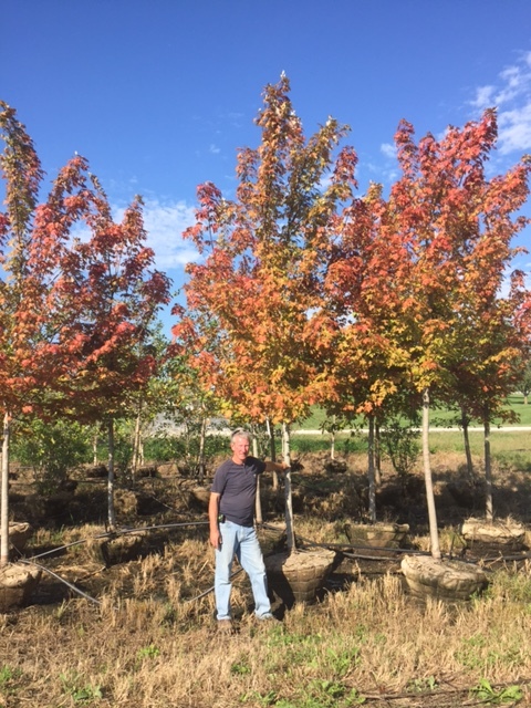 3" Autumn Blaze Maple | Timberview Nursery Ball & Burlap Large Tree ...