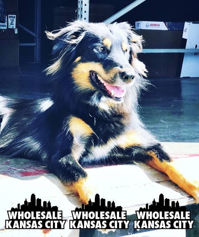 Wholesale KC (TUE-24911) * NEW INVENTORY! |limited time| * Bid On ...