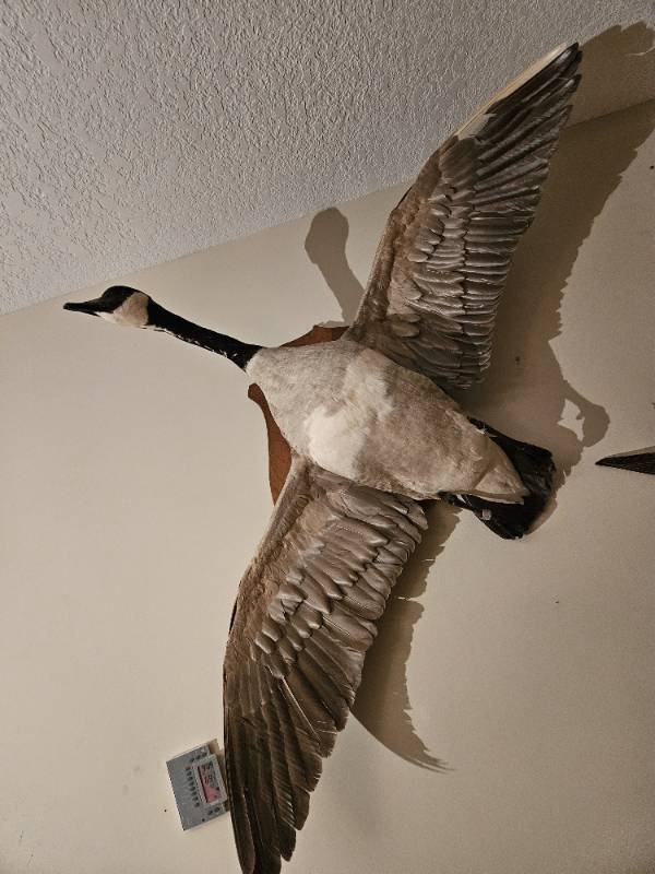 AWESOME Pretty Prairie Taxidermy Sale with Native American artifacts ...